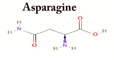 asparagine structure function properties assignment point