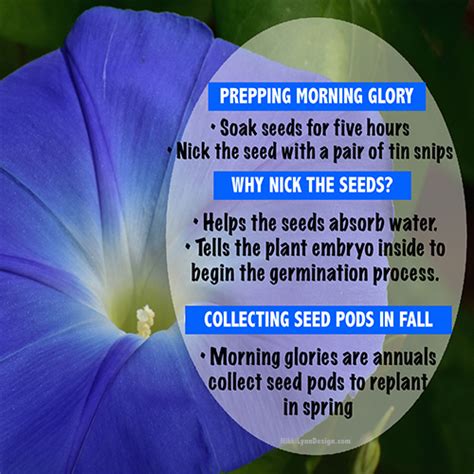 Heavenly Blue Morning Glory Seed Pod