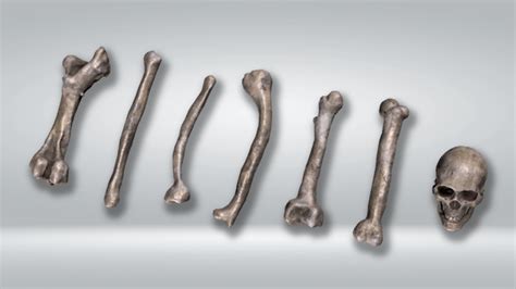 Bones Human Pack Filebase For Unity Bones Human Pack Filebase For Unity