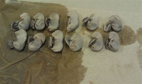 Development Of Fetus Rat Dissection