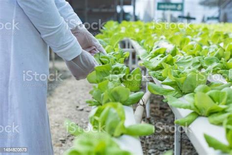 유기 수경법 채소 농장에서 일하는 여성 농부 손 수경법 채소밭 소유자 온실 재배 플롯에서 채소의 품질 검사 소규모 식품 생산 사업자 Id Stem 주제에 대한 스톡 사진 및
