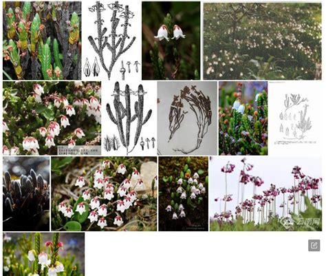 长毛岩须cassiope Wardii拉丁名学名属名科名植物生活型图片