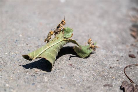 Grasshoppers Are Invading These Sacramento Area Cities Heres How To Protect Your Yard