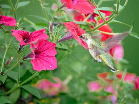 Your Garden Will Become A Hummingbird Garden Thanks To These Flowers