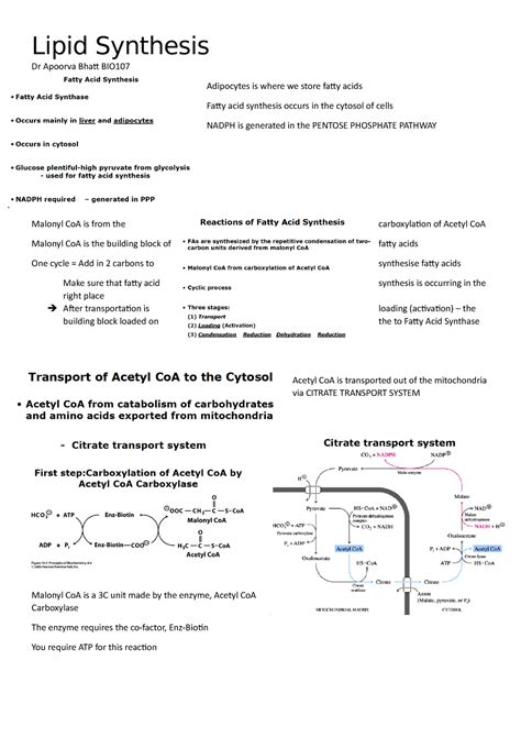 Lipid Synthesis A Module From Metabolism During Year Of Biochemistry Lipid Synthesis Dr