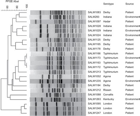 dendrogram of pfge patterns among 23 cip resistant salmonella isolates