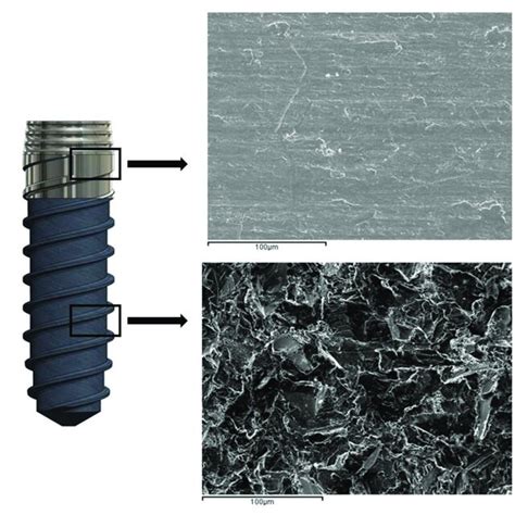 Scanning Electron Microscopy Observation In The Smooth Zone And The