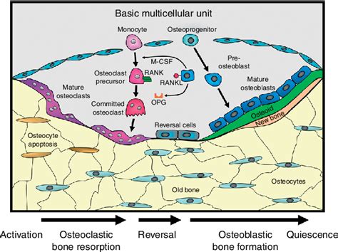 schematic representation of the basic multicellular unit of the bone