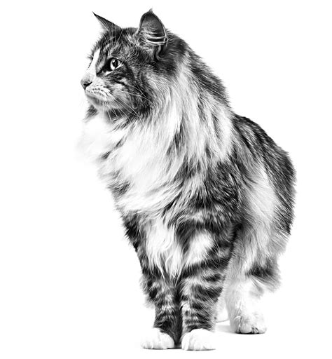 Sterilised 37 | Royal Canin PA
