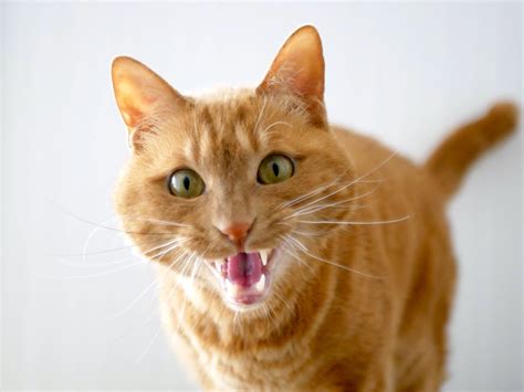 猫の多頭飼いの心得。先住猫のケアと猫同士の相性に注意！｜ぽぽねこの読みもの ぽぽねこ公式オンラインショップ