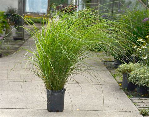 Noninvasive Varieties Of Maiden Grass Available Now Buffalo