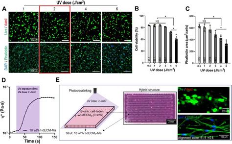 A Live Dead At 1 D And Dapi Phalloidin Images At 3 D Of The Cells Download Scientific Diagram