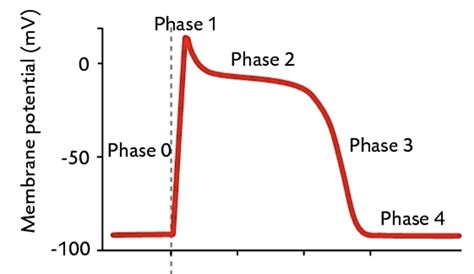 Cardiac Action Potential Ventricular Diagram Quizlet