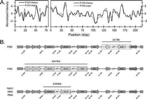A Comparison Of Experimental Optical Map Gray And Theoretical Download Scientific Diagram