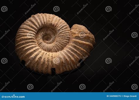 Ancient Spiral Ammonite Fossil Stock Image Image Of Detail Mollusk 344988275