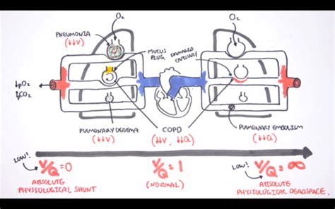 Apex Modules Flashcards Quizlet
