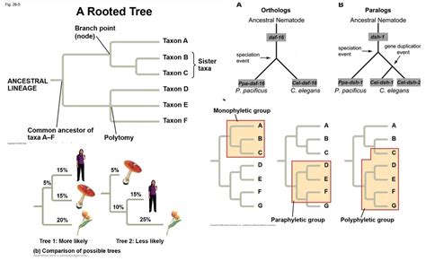 Biology 122 Chapter 26 Phylogeny And The Tree Of Life Diagram Quizlet