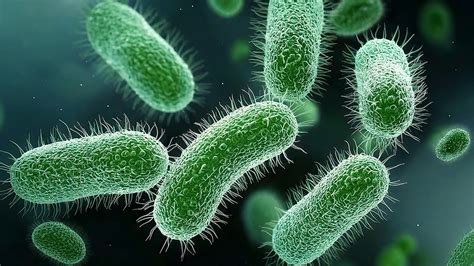 Are All Bacteria Harmful Nsta