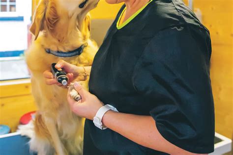 Doggy Style Owners Warned Not To Try Lockdown Hairdos For Pooches