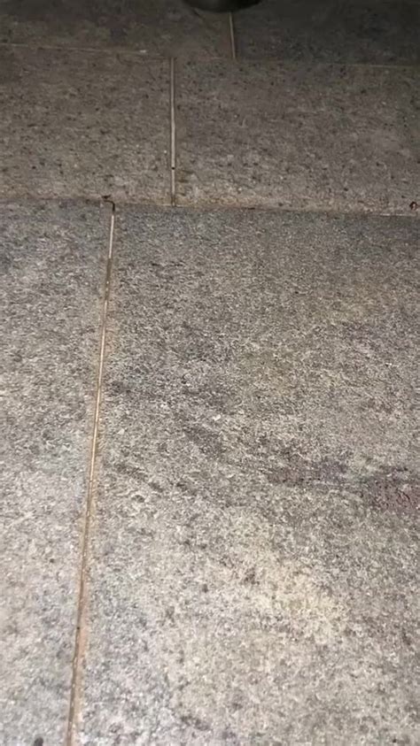 Priscila Ledesma 564 Home