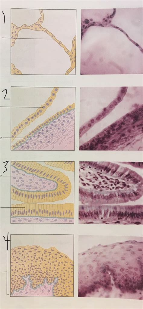 Simple Tissues Epithelial Diagram Quizlet