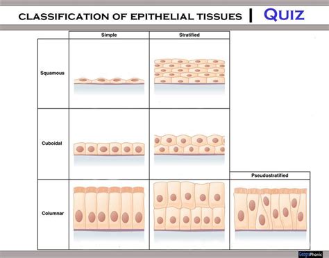 Classification Of Epithelial Tissues Quiz Stratified Squamous Epithelium Tissue Quiz