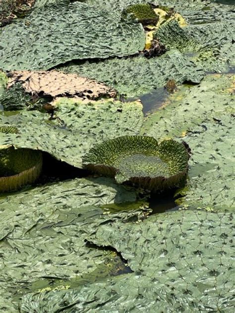 The Reality Behind A Machine Learning Dataset Part 1 Makhana Idinsight