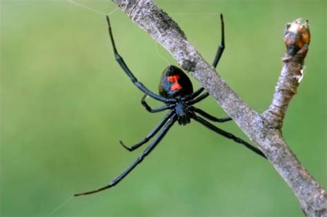 Expert Spider Control And Removal In Melbourne Free Quotes