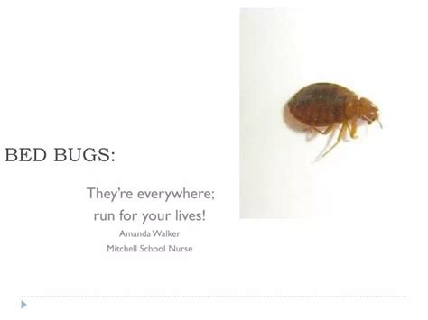 Ppt Bed Bugs Powerpoint Presentation Free Download Id