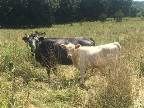 Charolais Cross Cattle