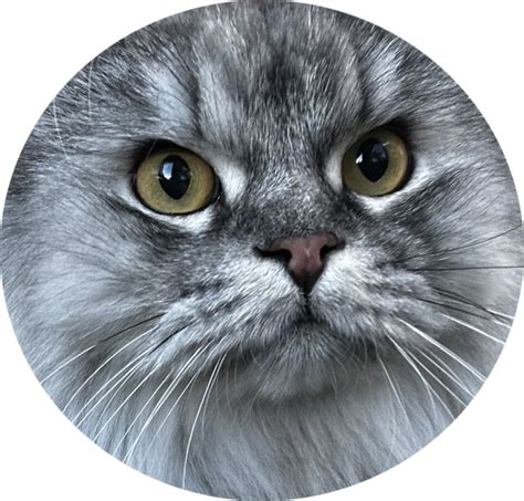 Github 넌 도대체 뭐니