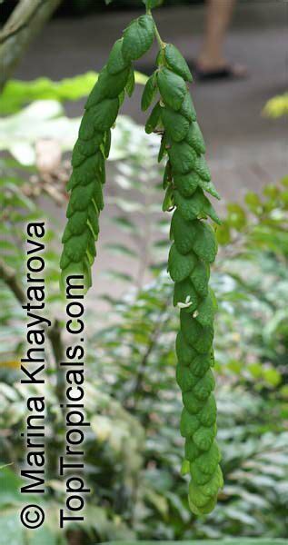 Phyllodium Longipes Phyllodium Top Tropicals Plant Encyclopedia