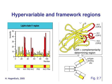 Ppt Antibody Structure And Function Powerpoint Presentation Free Download Id3102790