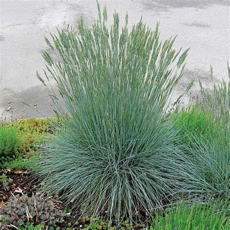 Festuca Glauca Blue Fescue Grass Gezc