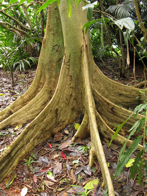 How To Prevent Tree Roots From Growing Into Your Lawn Econo Tree Service Inc