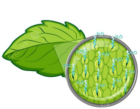 Diagram Showing Transpiration In Plant Image Biology Artistic Vector