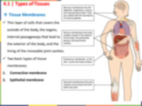 SOLUTION Anatomy Ch04 The Tissue Level Of Organization Studypool