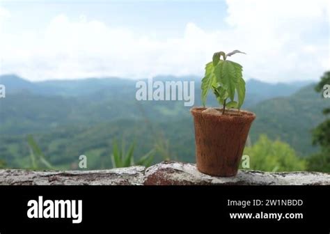 Biodegradable Plants Stock Videos And Footage Hd And 4k Video Clips Alamy