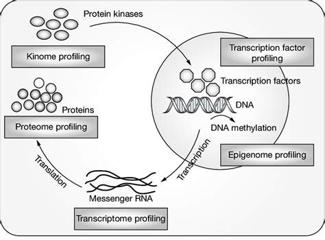 Hypothetical Design Of Integrated Multiple Level Cellular Profiling For Download Scientific