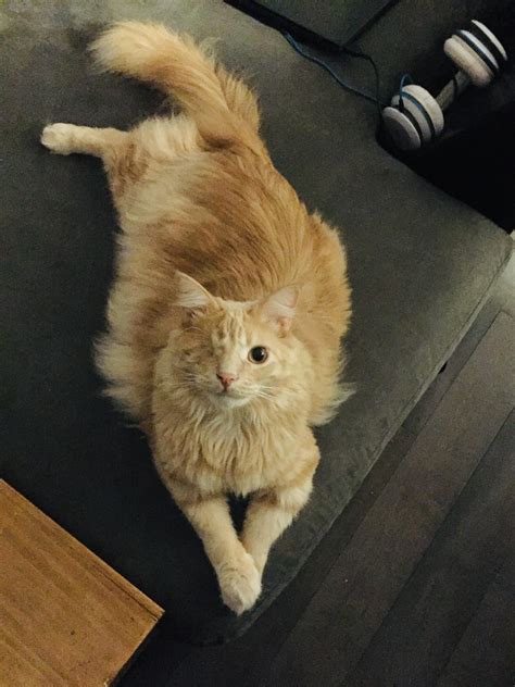 Our One Eyed Floof Mr Wednesday And Theres Still 20lbs Of Kitten