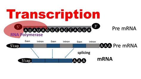 Transcription YouTube