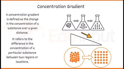 Concentration Gradient Definition Types And Examples In 2025 Biology