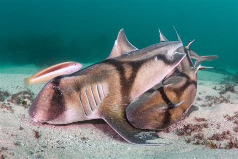 Port Jackson Sharks Mating The Underwater Club