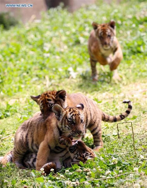 6 South China Tiger Cubs Allowed To Meet Public In Chinas Henan