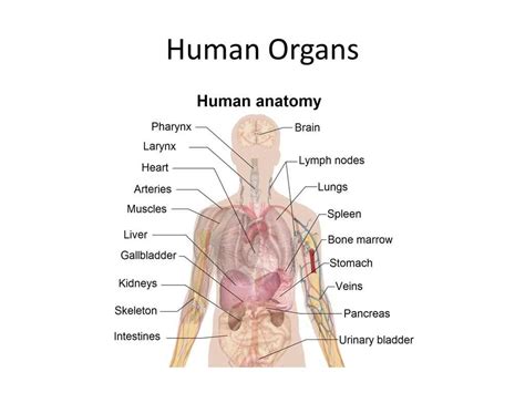 The Ultimate Guide To Understanding The Diagram Of Internal Organs