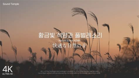 🌾바람이 머물다간 언덕의 황금빛 석양과 쓸쓸한 마음을 위로해주는 풀벌레소리 마음을 안정 시키는 시원한 바람소리 자연 소리 휴식 수면 집중 8시간 Asmr Youtube