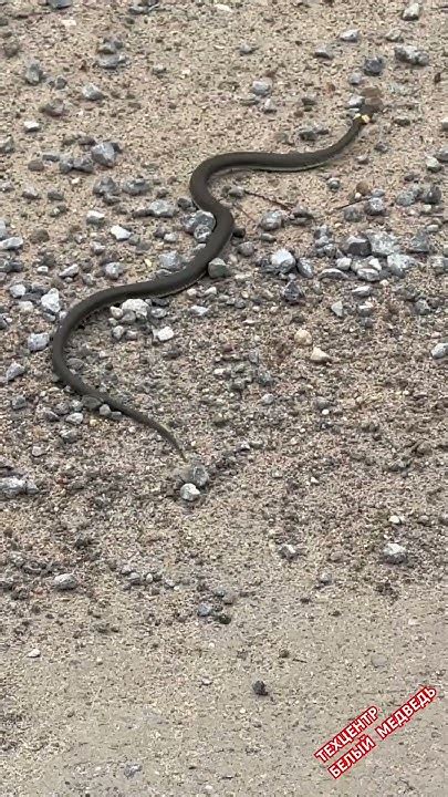 САМАЯ Ядовитая змея Youtube