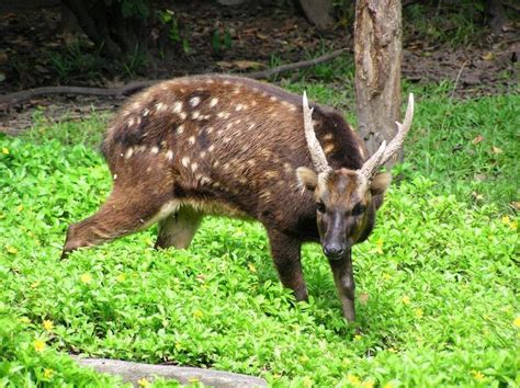 Philippine Deer Alchetron The Free Social Encyclopedia