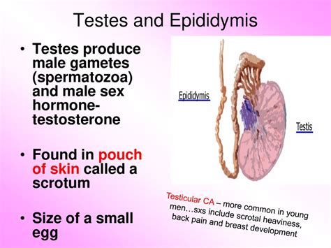 Testes Produce Male Gametes Called At Jennifer Lyman Blog