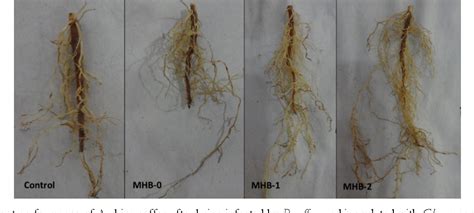 Figure 5 From Role Of Mycorrhiza Helper Bacteria On Mycorrhizal